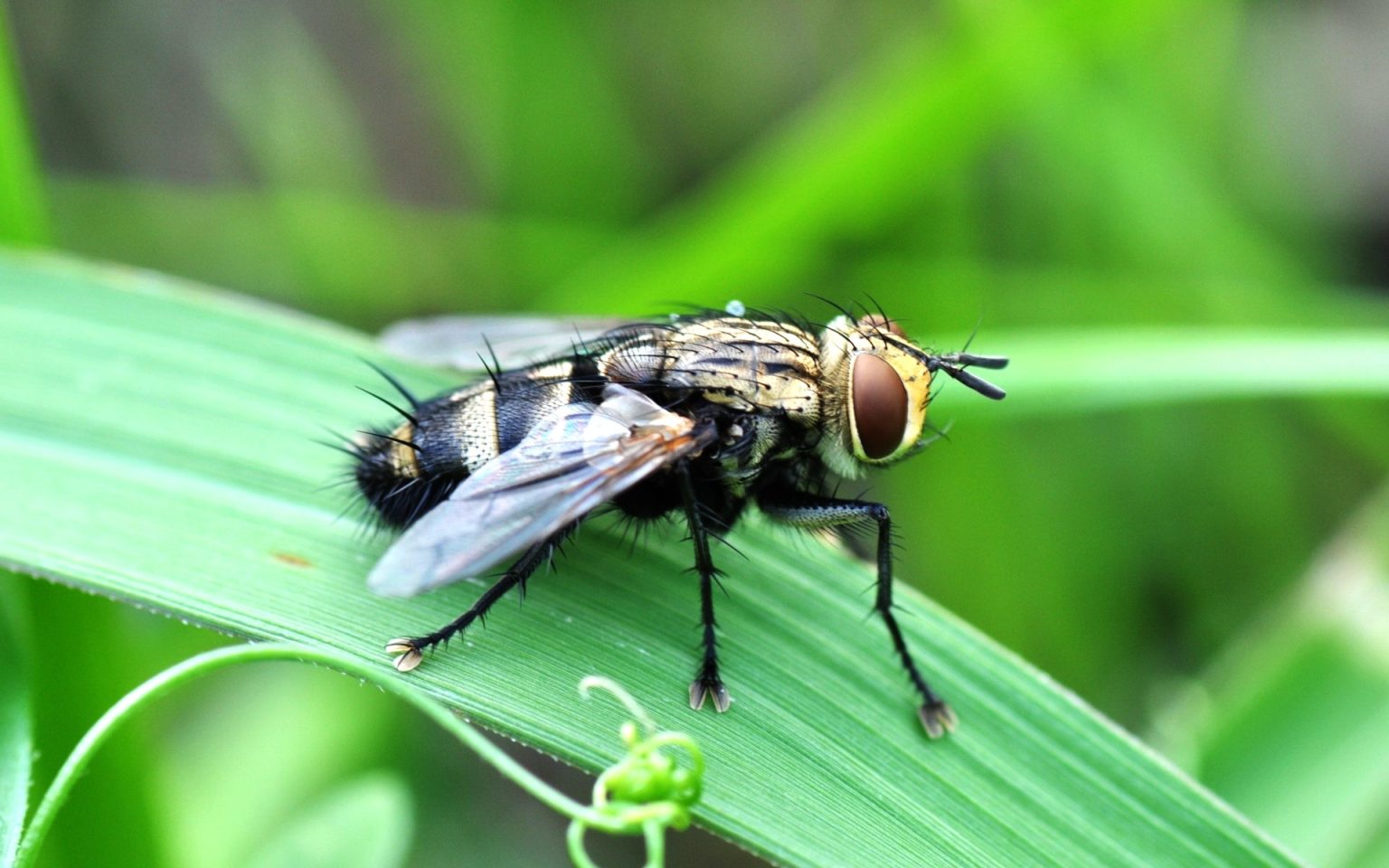 Pyriproxyfen: The Breakthrough Insect Growth Regulator That Can Protect ...