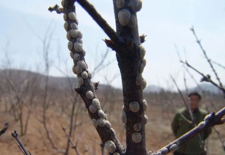 Pyriproxyfen: The Breakthrough Insect Growth Regulator That Can Protect ...