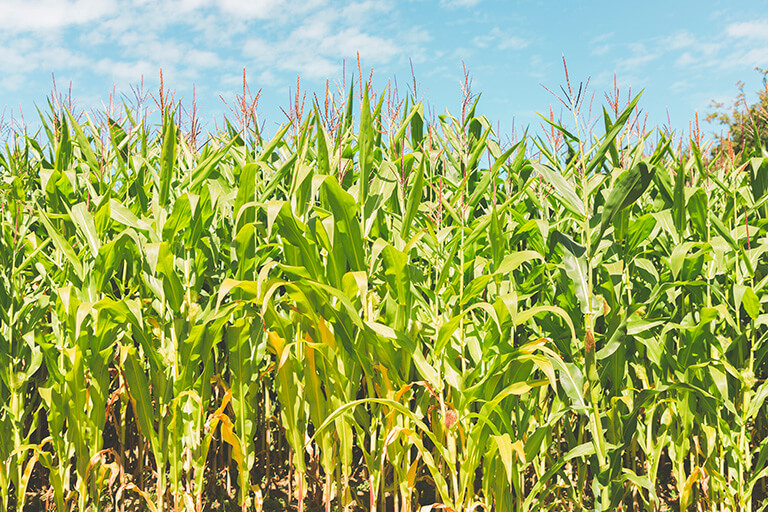 Nicosulfuron: An Efficient Herbicide for Maize Crops - HEBEN